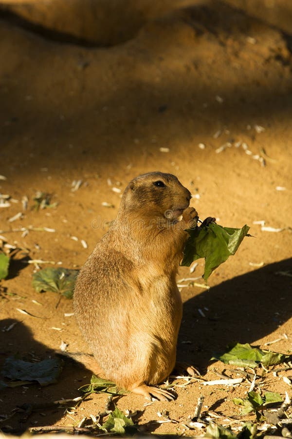 Prairiehond Met Zwarte Staart Stock Afbeelding - Image of hond, ogen ...