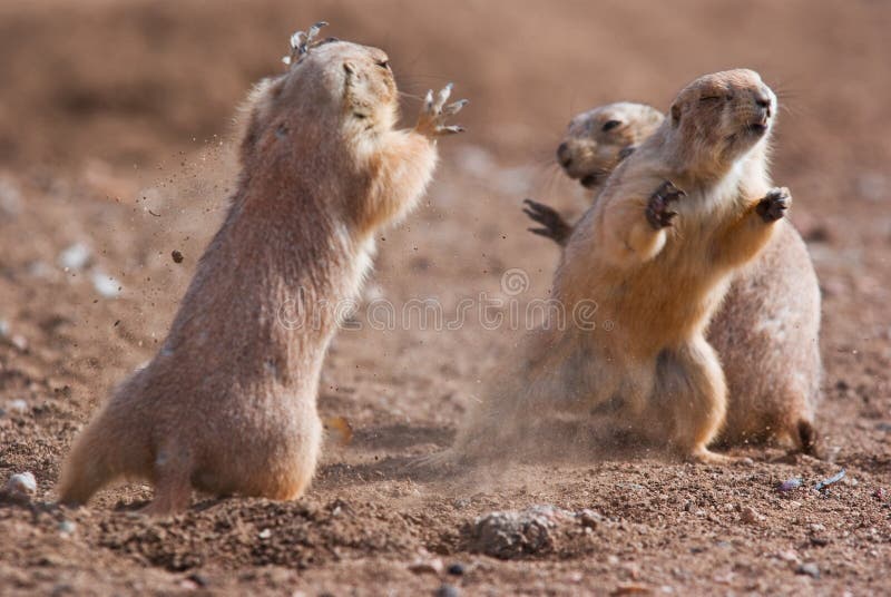 Prairiehonden stock afbeelding. Image of wild, knaagdier - 8289935