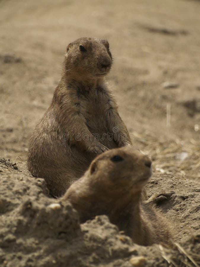 Het Vooruitzicht Van De Prairiehond Stock Foto - Afbeelding bestaande ...