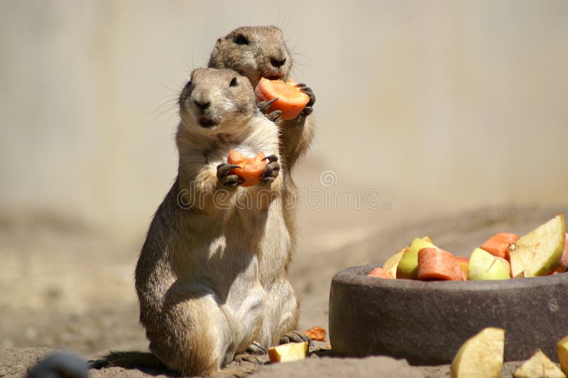 Prairiehonden paar 2 stock afbeelding. Image of neus, voeding - 1017157