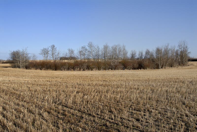 Prairies of Canada stock photo. Image of prairie, landscape - 17281190