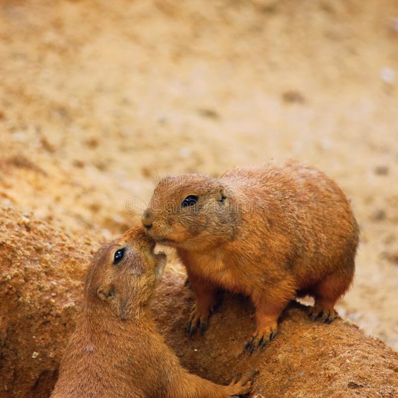 Dry Sand Land with a Big Dug Hole Close Up Stock Image - Image of ...