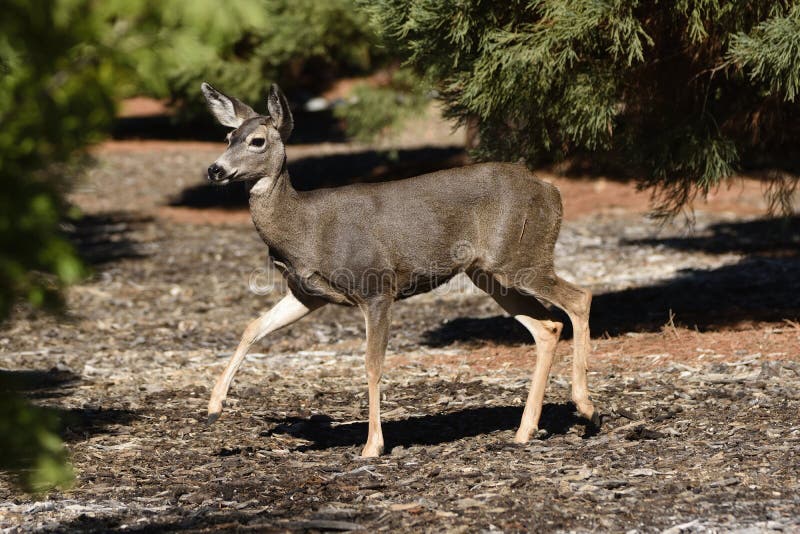 Prancing deer stock photo. Image of pine, ungulate, prancing - 234388116