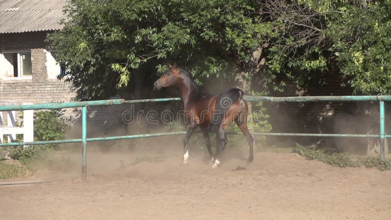 Prancing a horse stock footage. Video of country, horsefly - 61042384