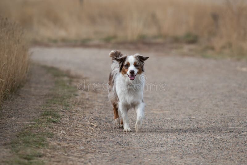 Prancing Mini Aussie on a Path Stock Image - Image of nature, outside ...