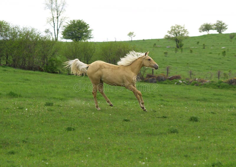 Prancing Pony stock photo. Image of foal, trot, prance - 2627956