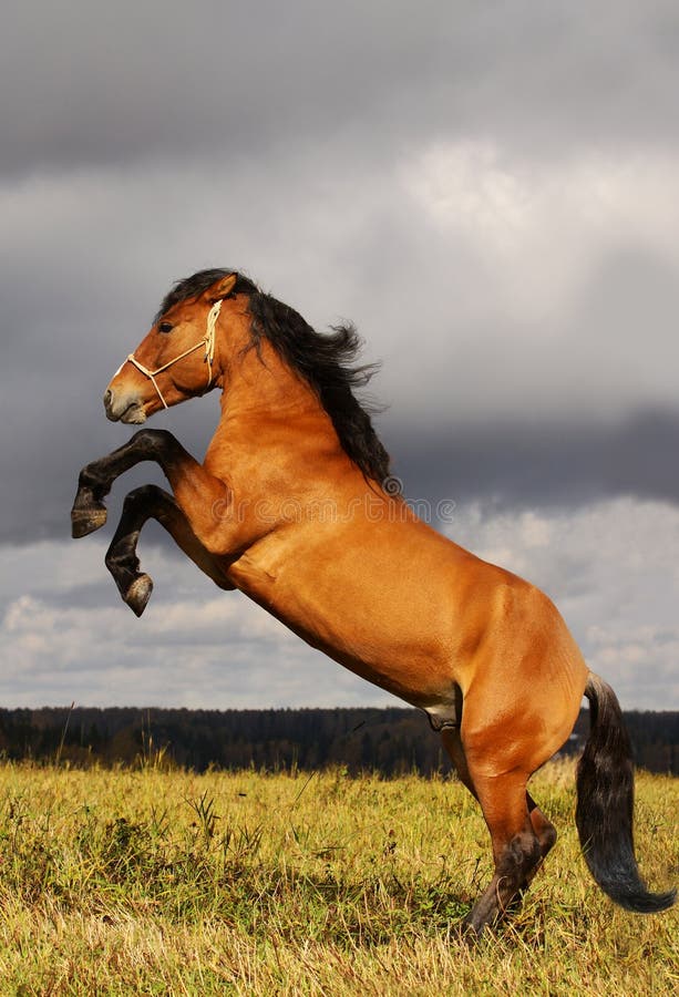 Prancing stallion stock image. Image of young, golden - 11311483