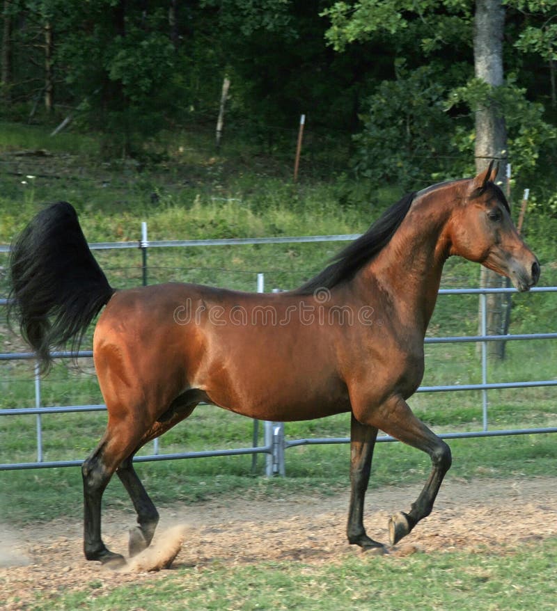 Prancing Stallion Stock Photography - Image: 866872