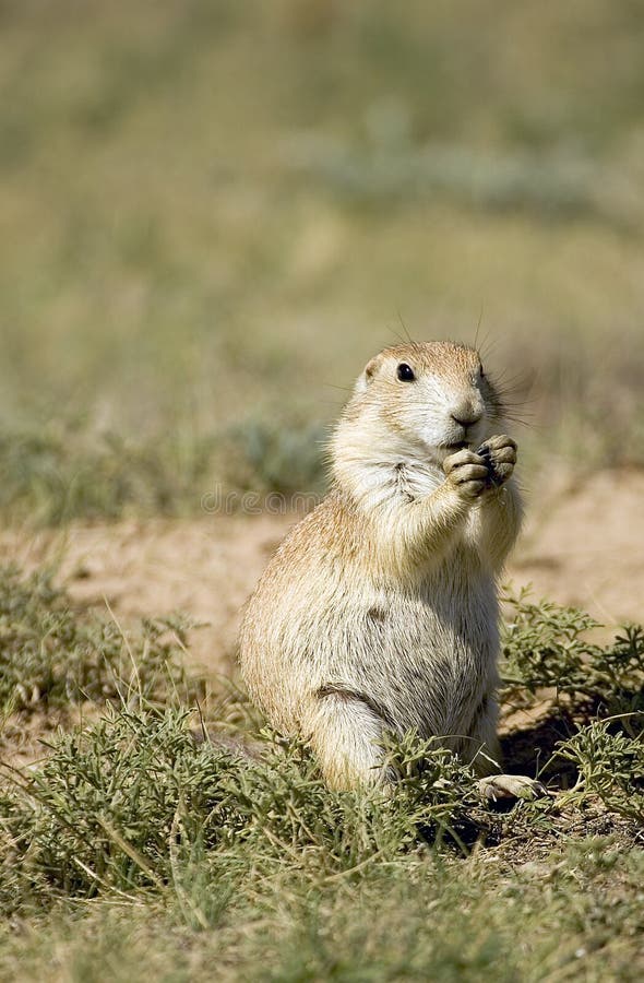 Prarie Dog stock photo. Image of north, animal, ludovicanus - 8690064