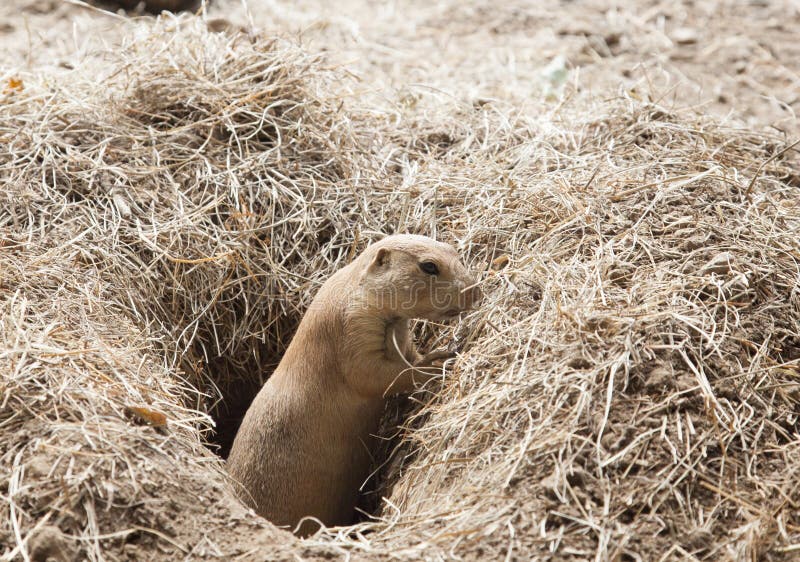 Prarie Dog stock image. Image of warm, rodent, cute, living - 33802253