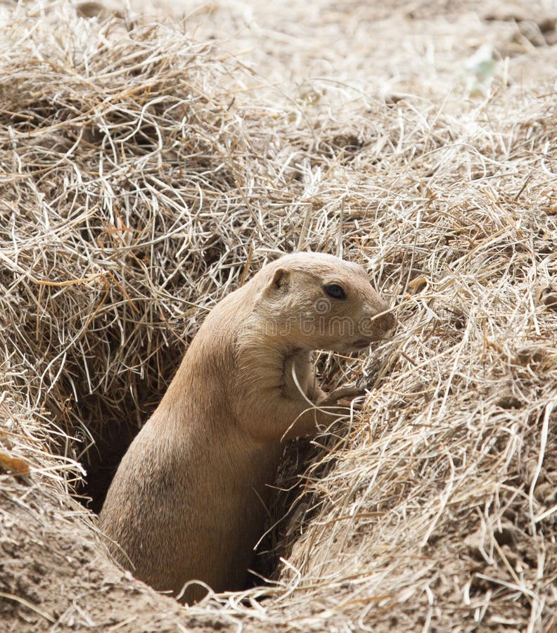 Prarie Dog stock image. Image of love, endearing, living - 33802257