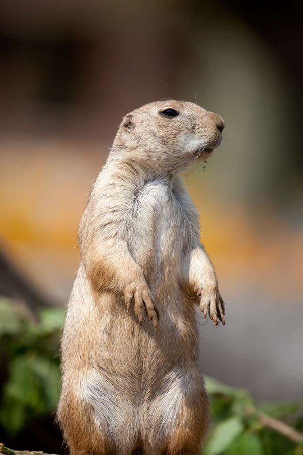 Close up of prarie dog stock image. Image of attentive - 11474371