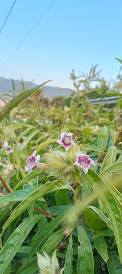 Prasman Plant Stock Photos - Free & Royalty-Free Stock Photos from ...