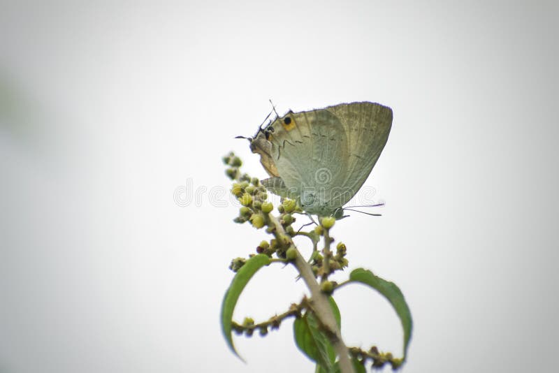 Pratapa Deva Butterfly Nectaring Flower Stock Photos - Free & Royalty ...
