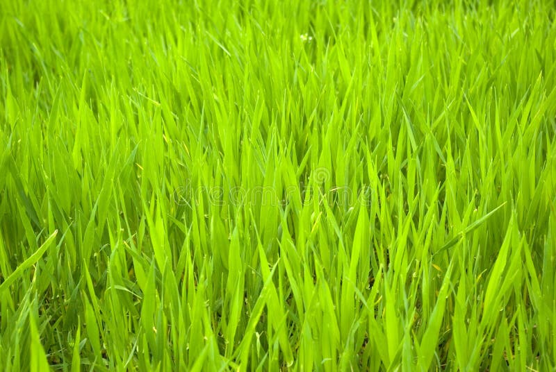 Ambiti Di Provenienza Del Prato Inglese Fotografia Stock - Immagine di ...