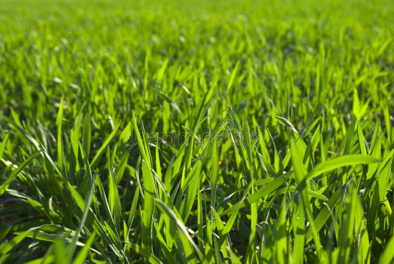 Ambiti Di Provenienza Del Prato Inglese Fotografia Stock - Immagine di ...