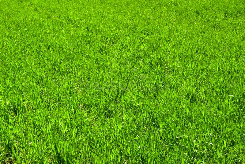 Ambiti Di Provenienza Del Prato Inglese Fotografia Stock - Immagine di ...