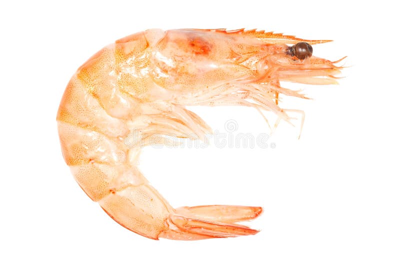 Prawn stock image. Image of prepared, single, prawn, shellfish - 29395927