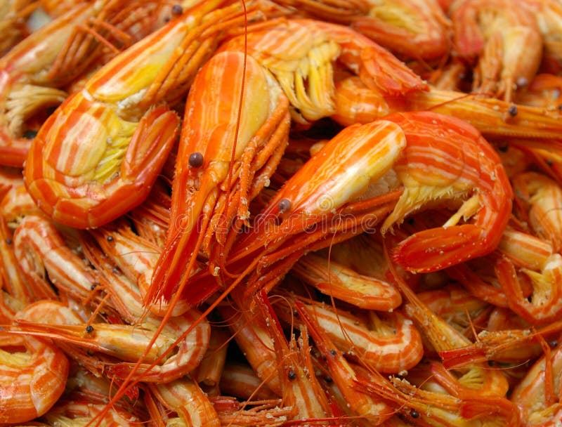 The Prawn. stock photo. Image of seafood, boiled, eastern - 6149786