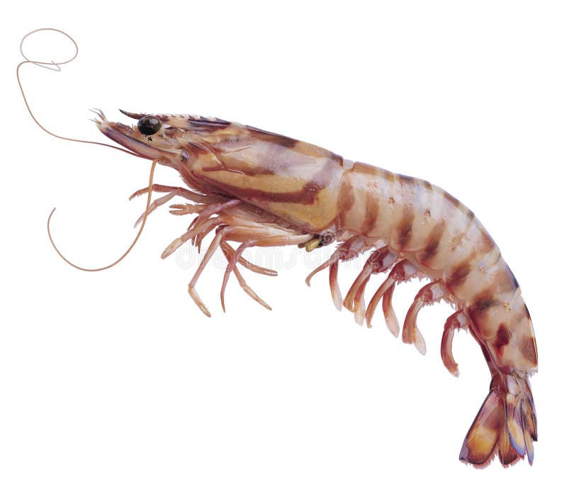 Prawn stock image. Image of single, shellfish, prawns - 7101589