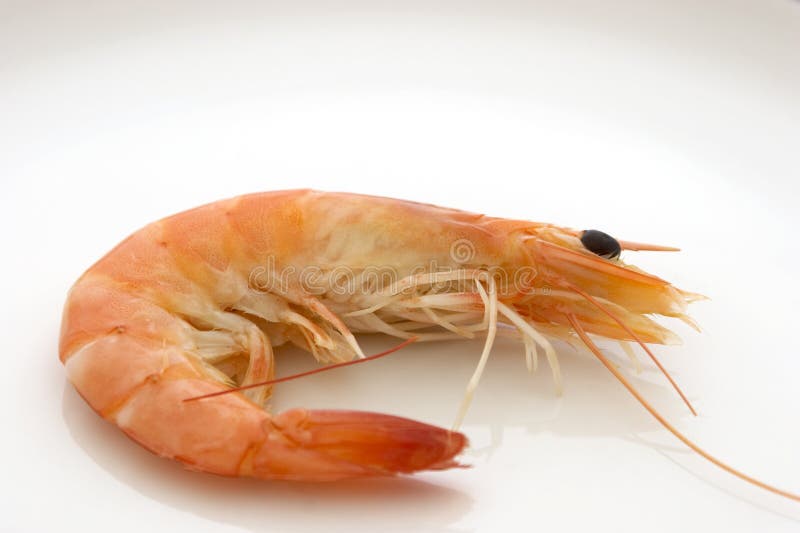 Prawn stock photo. Image of food, fresh, seafood, object - 89900