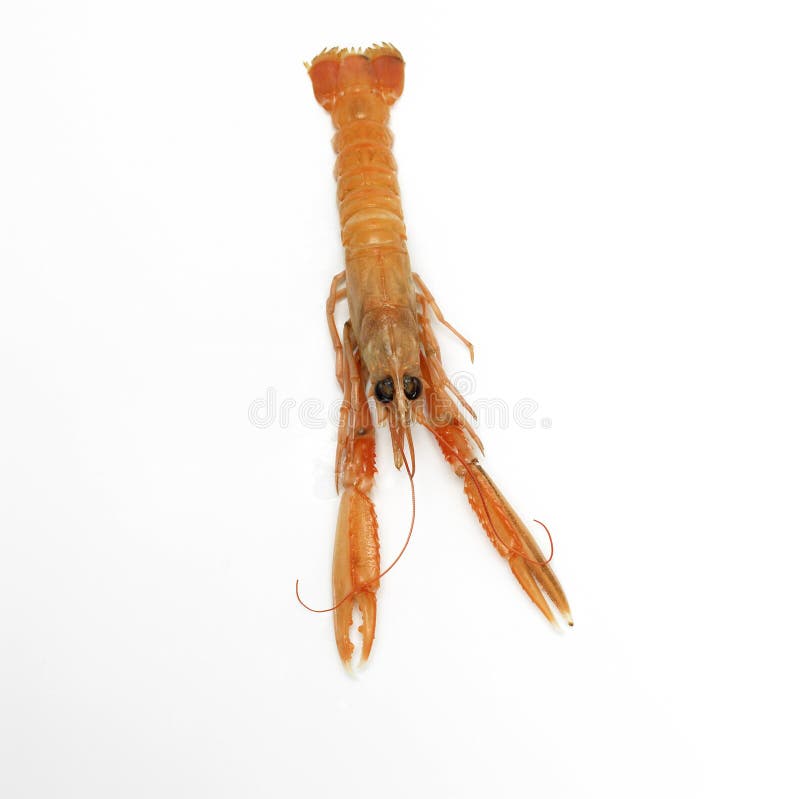 Prawn, Elevated View, Close-up Stock Photo - Image of gastronomy ...