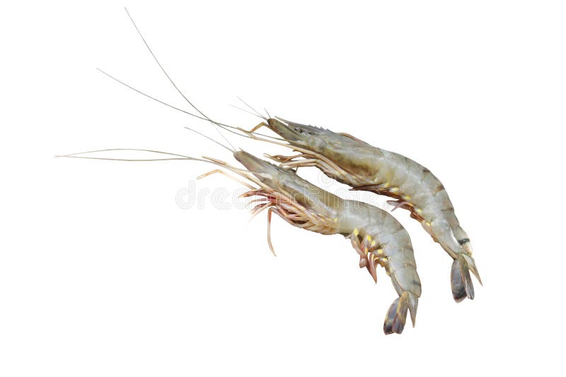 Prawn Fish Isolated on White Stock Image - Image of dinner, delicious ...