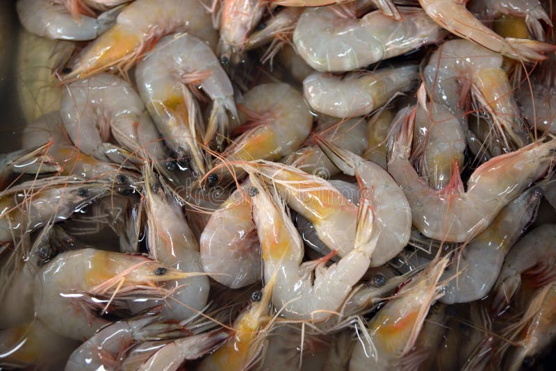 Prawn stock image. Image of single, cholesterol, crustacean - 60296095