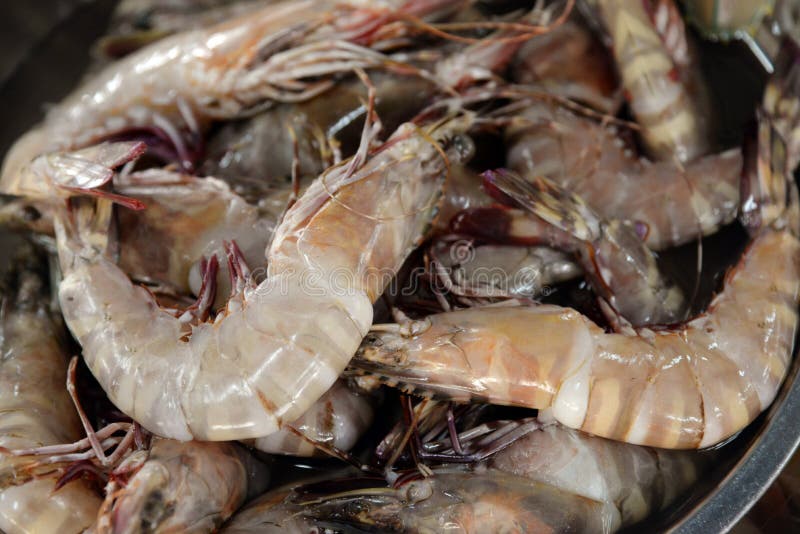 Prawn stock photo. Image of nutritious, nutrition, food - 60296124