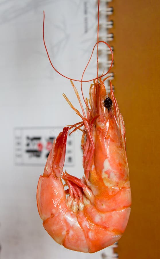 Prawn, Fresh shrimp - extreme