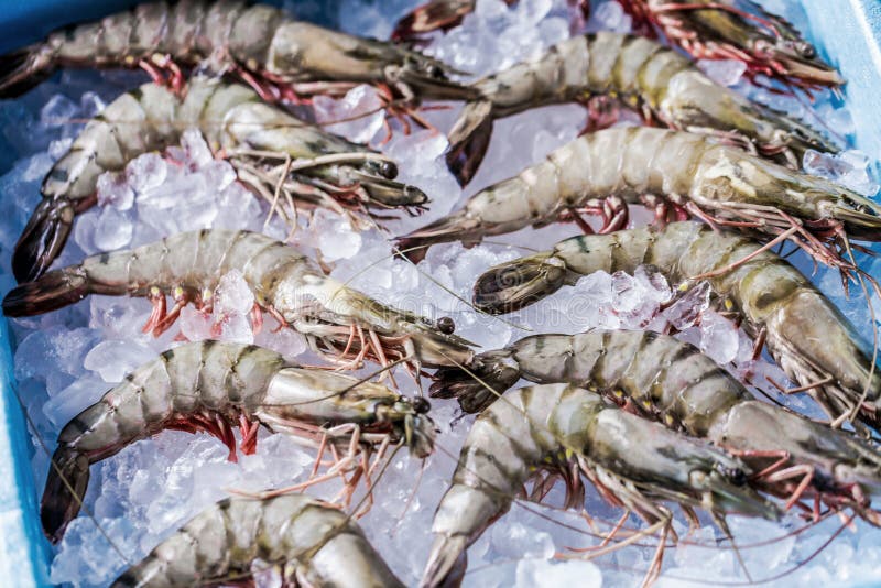 Prawn Newly Fished and Stored in Boxes with Ice. Stock Image - Image of ...