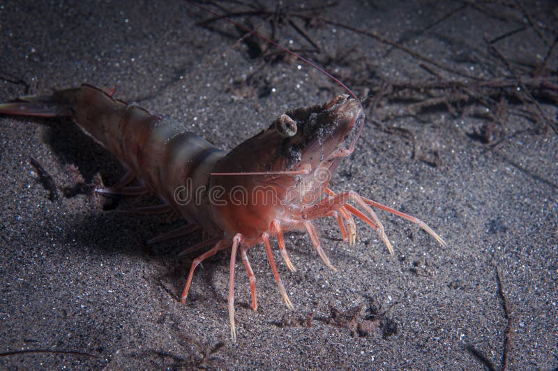 Prawn on the ocean floor stock image. Image of sand - 161561681