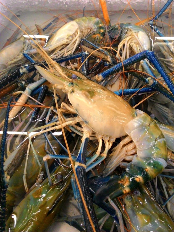 Prawn, River Shrimp Common. Stock Photo - Image of thai, white: 44962414