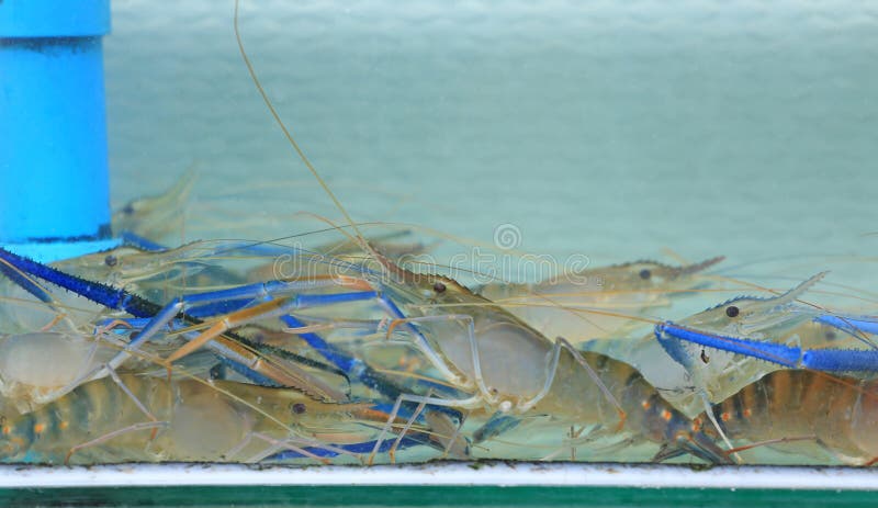 Prawn Swimming in Tank at the Restaurant Stock Photo - Image of blue ...