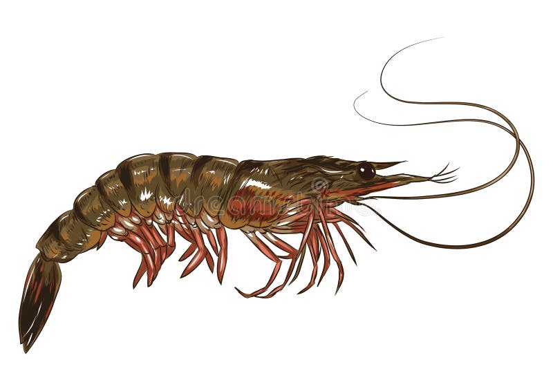 Prawn. Vector Illustration Decorative Design Stock Vector ...