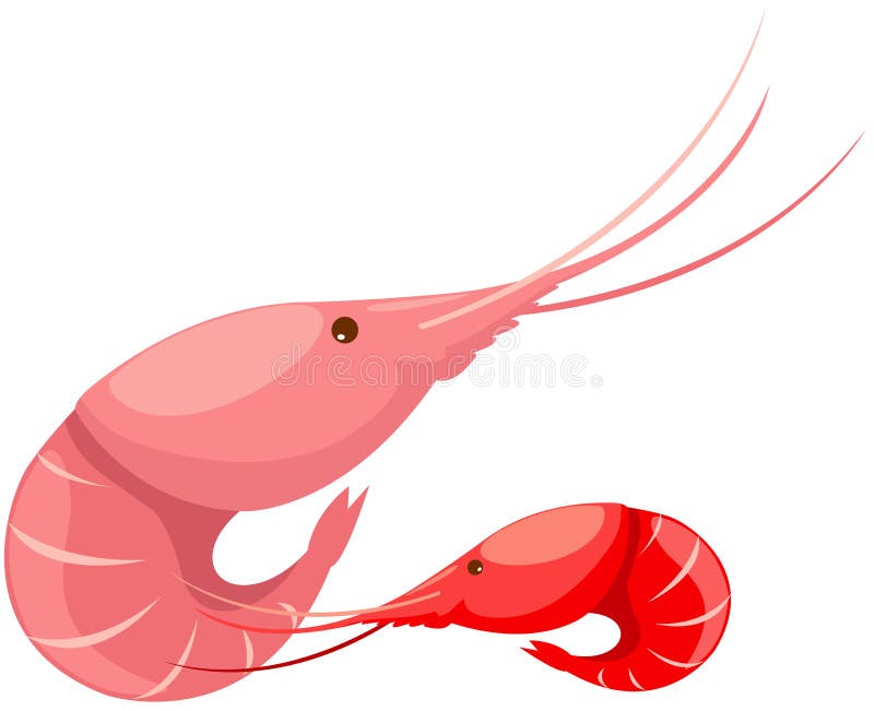 Cartoon Prawns stock vector. Illustration of food, seafood - 17904046