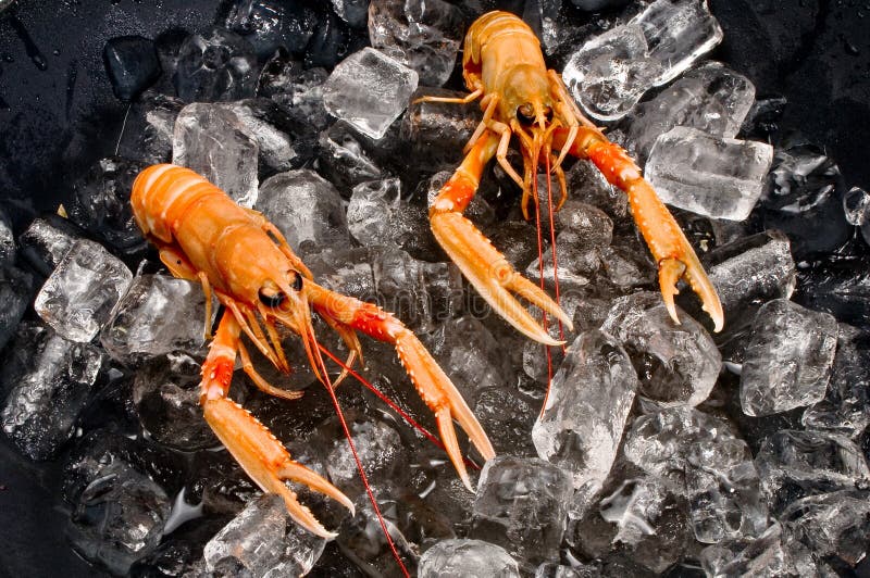 Prawns stock photo. Image of crustacean, pincers, food - 7603356