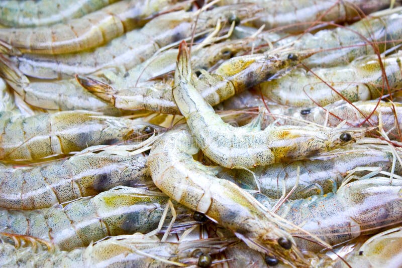 Prawns stock photo. Image of macro, fresh, shrimp, protein - 9113538