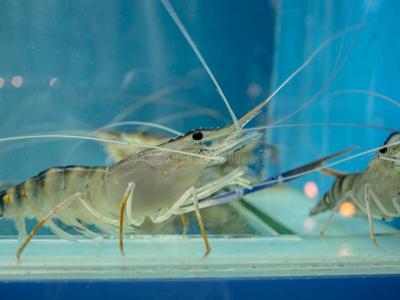 167 Prawns Alive Stock Photos - Free & Royalty-Free Stock Photos from ...