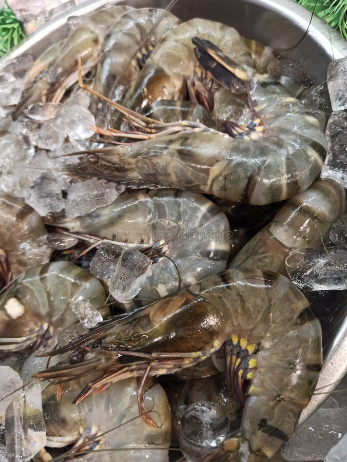 Prawns are Ready To Be Cooked Stock Image - Image of invertebrate, food ...