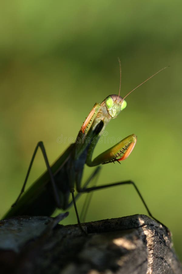 Pray stock image. Image of praying, nature, pray, prey - 676327