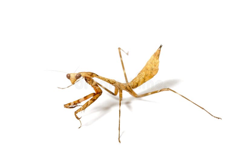 Side View of Female Hymenopus Coronatus Stock Image - Image of mantis ...