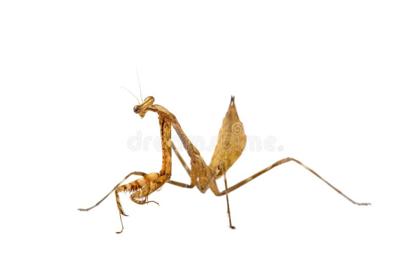 Pray Mantis stock image. Image of animal, pinnapavonis - 11001159