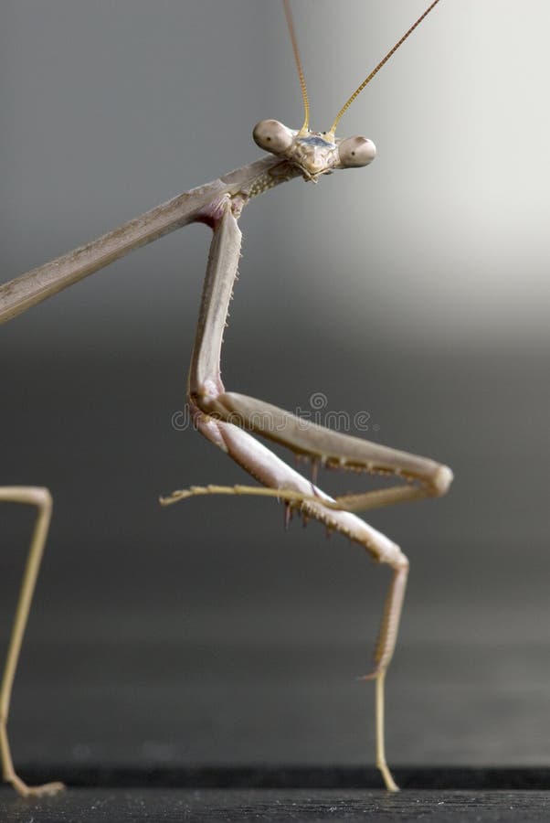 Pray mantis stock photo. Image of macro, wild, grey, antenna - 14022730