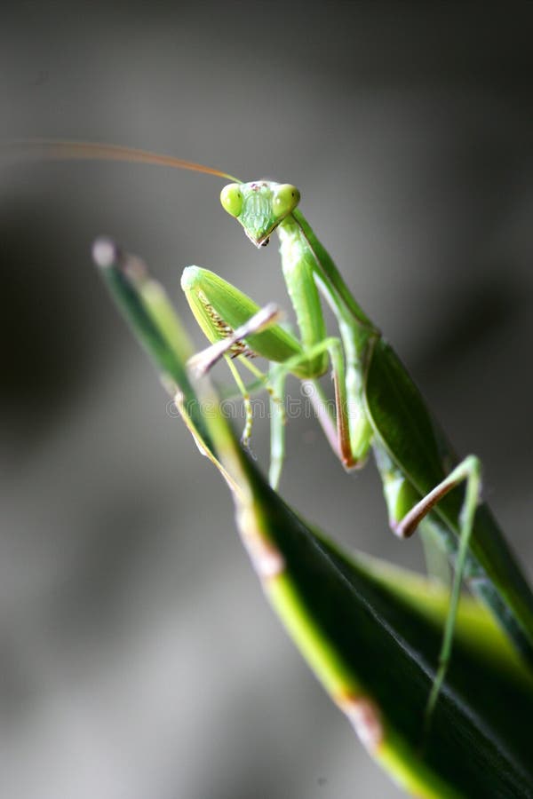 Praying Mantis stock image. Image of micro, praying, insects - 567937