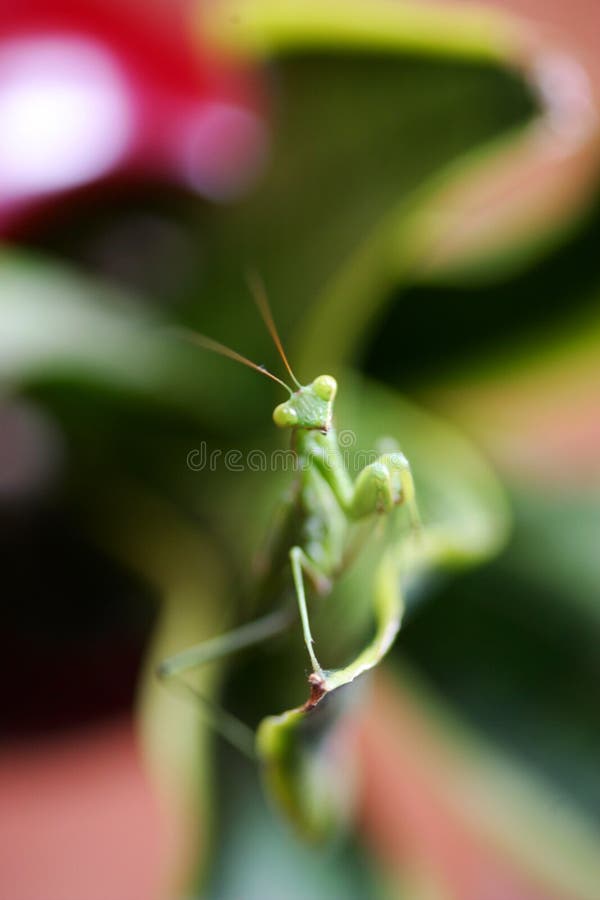 Pray Mantis stock image. Image of mantis, macro, prayingmantis - 4003863