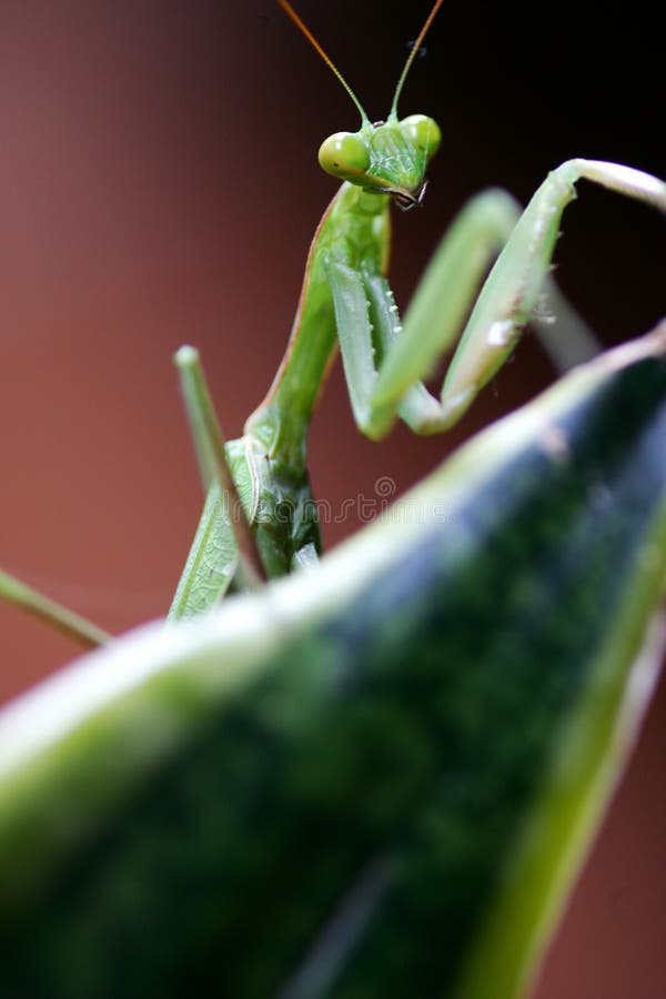 Pray Mantis stock photo. Image of pray, mantis, praymantis - 4003878