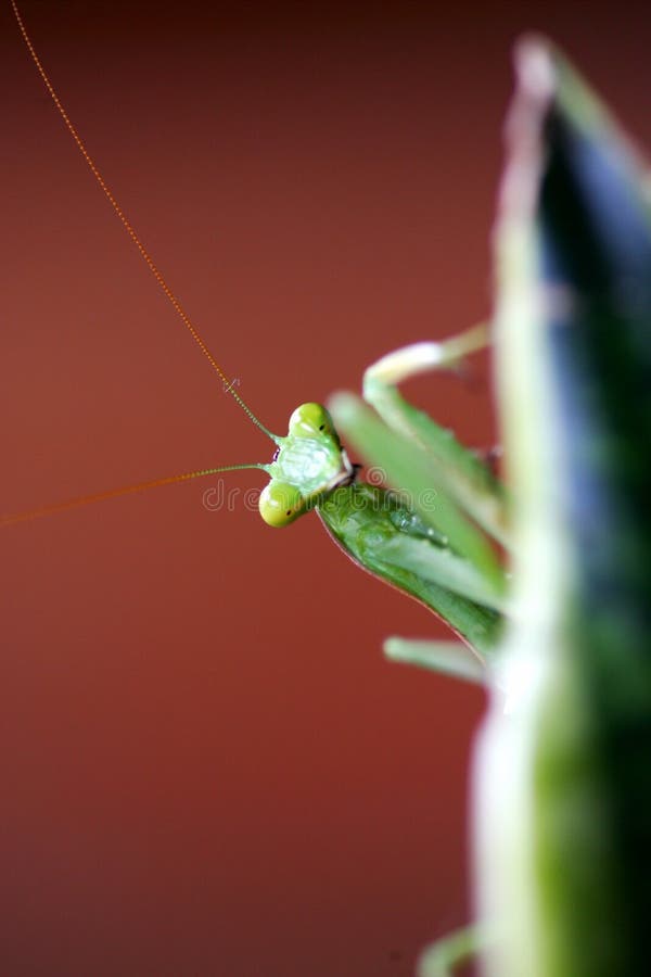 Pray Mantis Picture. Image: 4003936