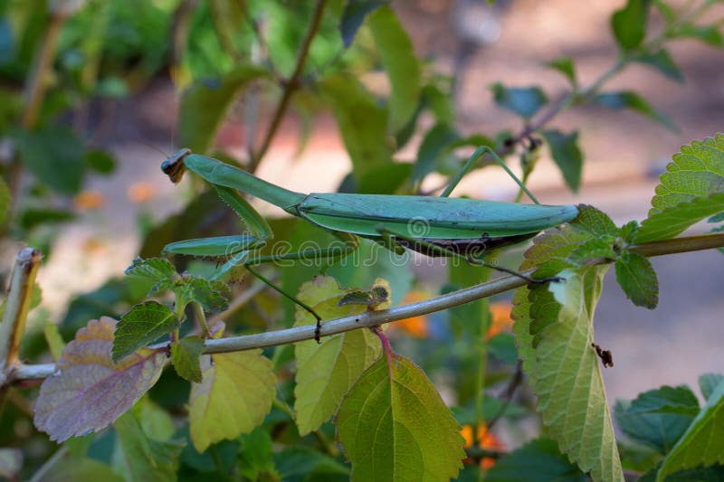 Pray Mantis in the Wild at Garden Plant Stock Photo - Image of animal ...