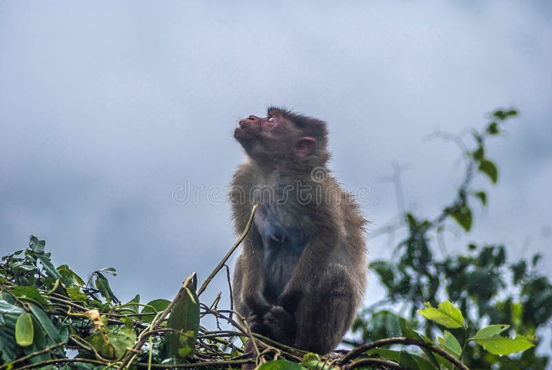 Oh God stock photo. Image of nature, serene, jungle, alone - 84777604